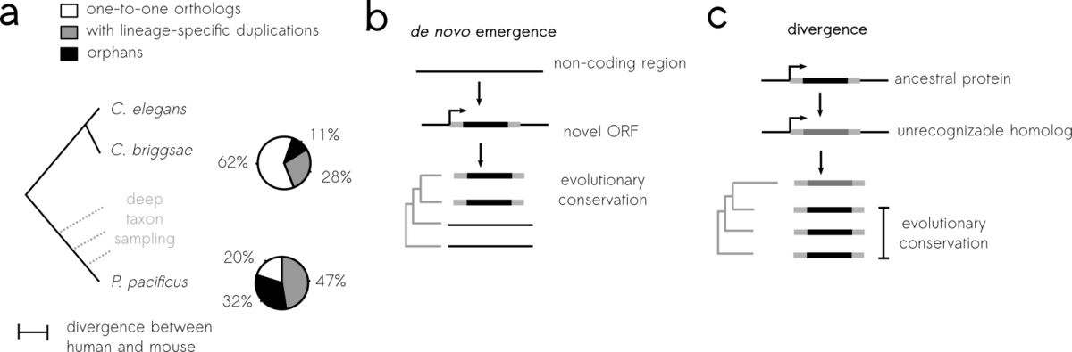Evolutionary Genomics and Bioinformatics